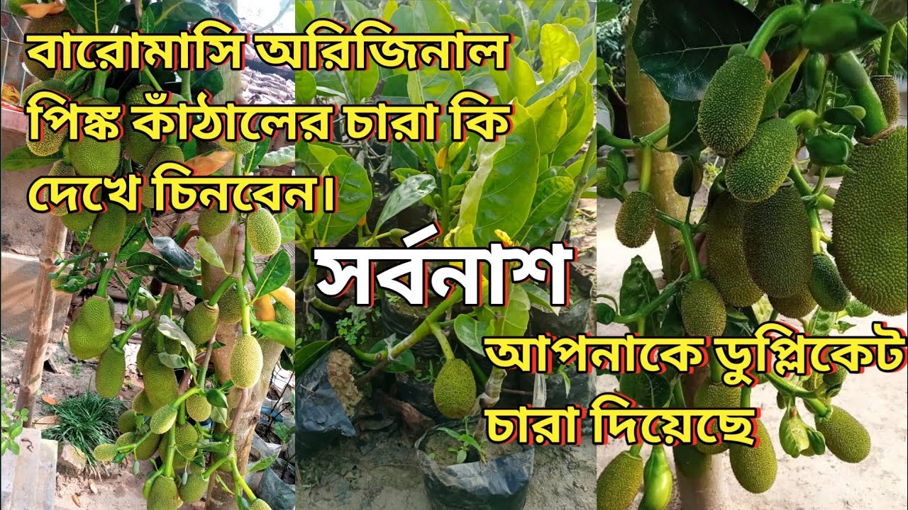 পাতা দেখে চিনুন বারোমাসি পিঙ্ক কাঁঠালের চারা || Baromasi kathal Chara ...