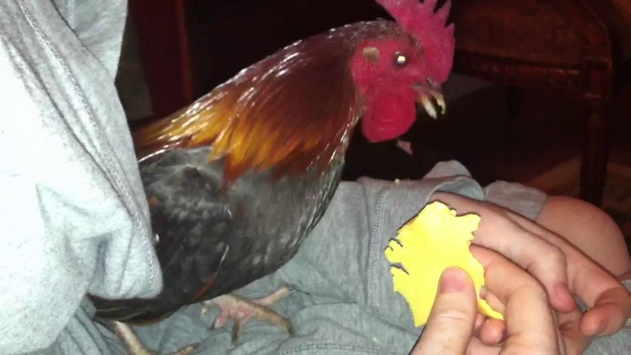 Rooster Makes funny sound eating cheese - YouTube