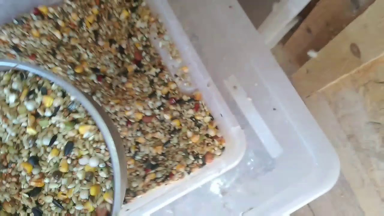 FLORA INTESTINALĂ refacere - YouTube