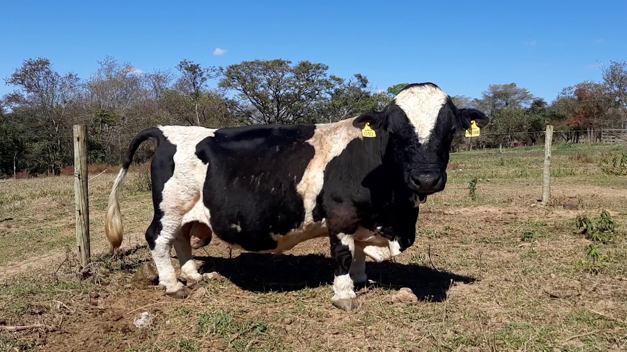 Mini touro da raça Santa Rosália - YouTube