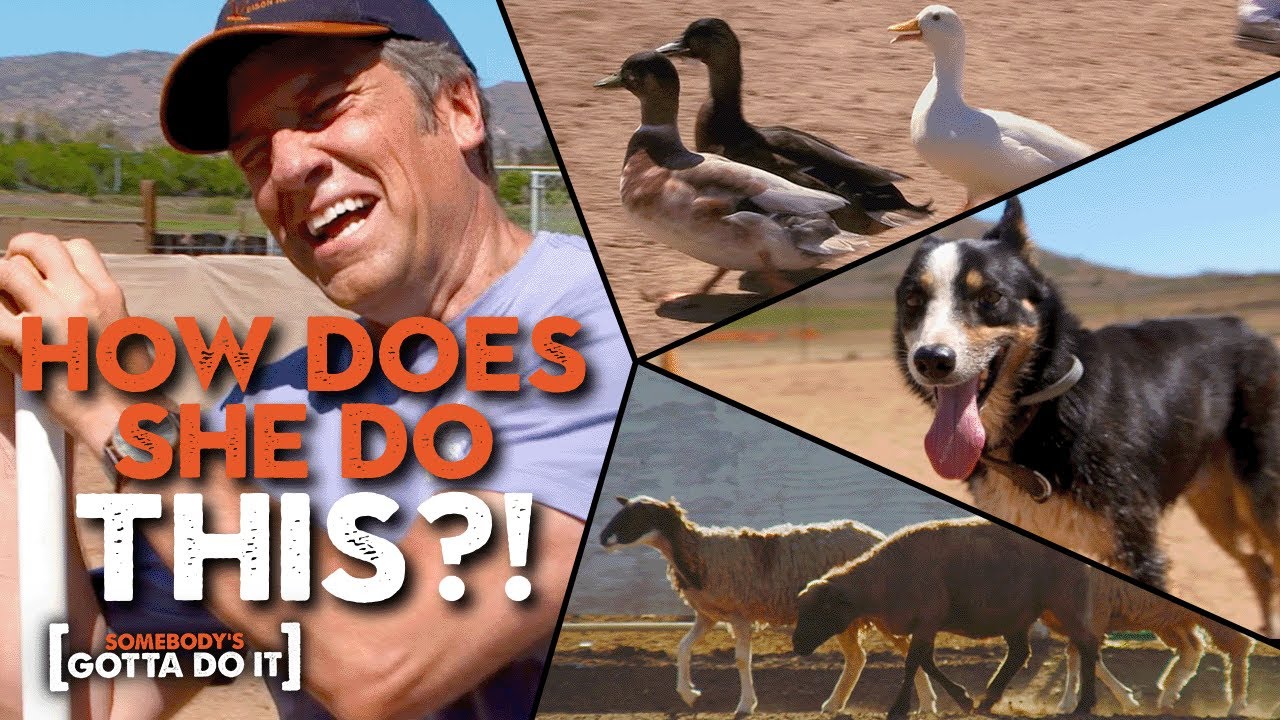 Mike Rowe Goes Head to Head with a SHEEPDOG to WRANGLE Sheep | Somebody ...