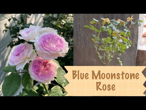 Cara Menanam Mawar import Blue moonstone rose // how to grow roses - YouTube