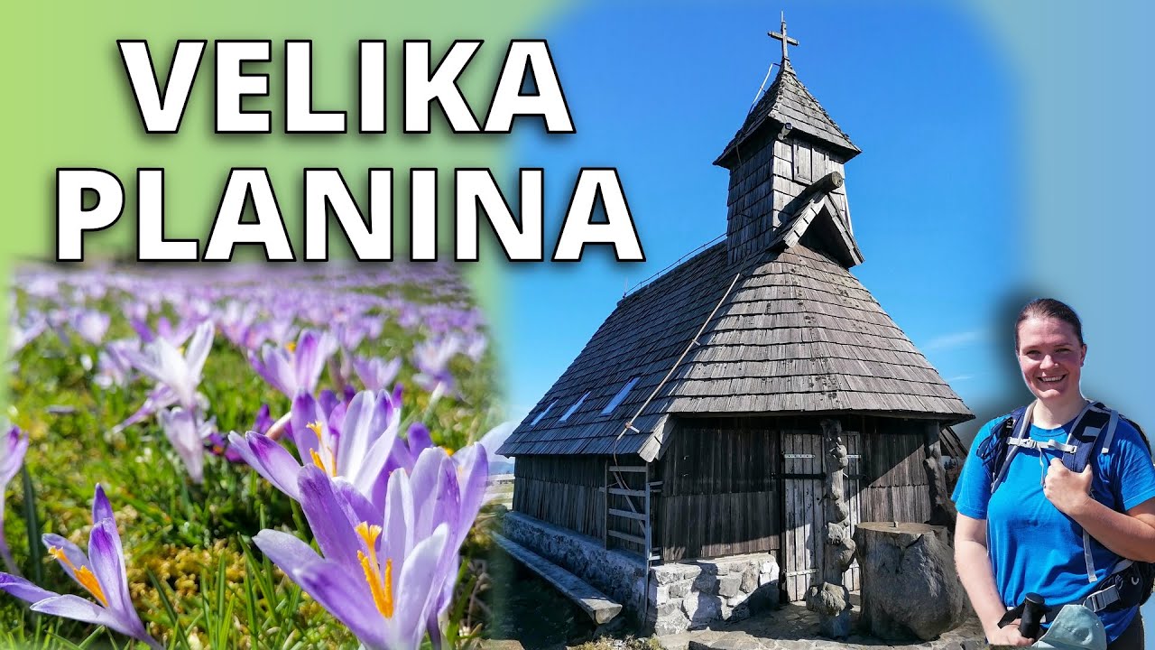 Cvetoči ŽAFRANI na rekordno obiskani VELIKI PLANINI - YouTube