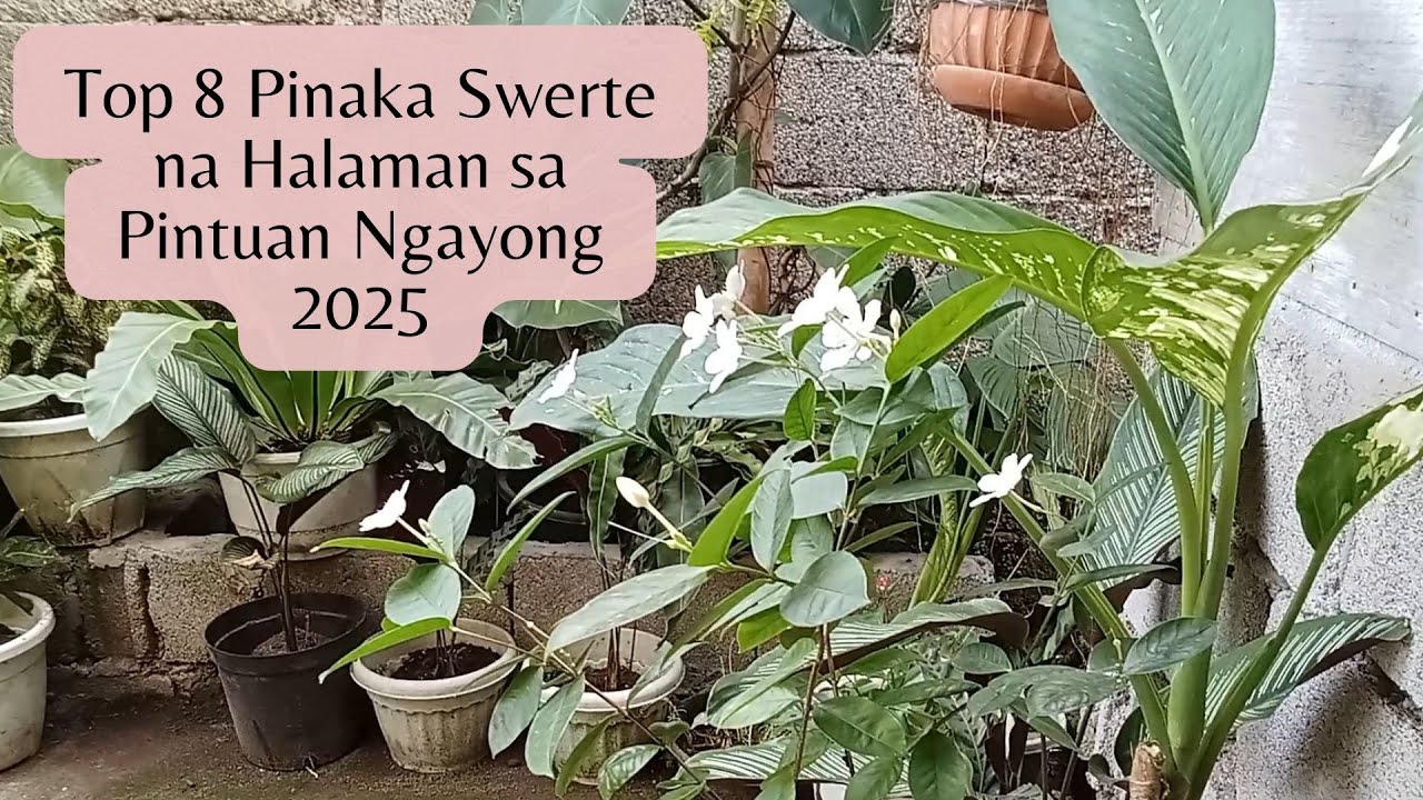 Top 8 Pinaka Swerte na Halaman sa Pintuan Ngayong 2025 - YouTube