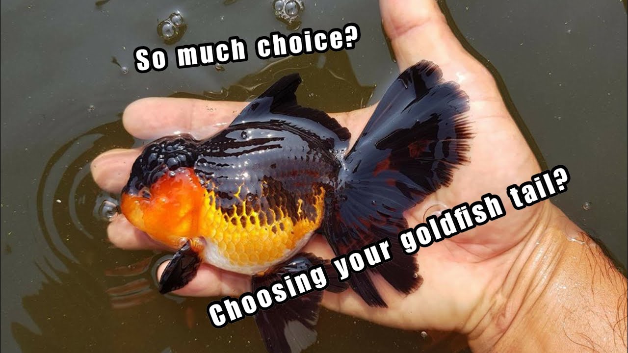 Goldfish tail types - The differences between them - YouTube