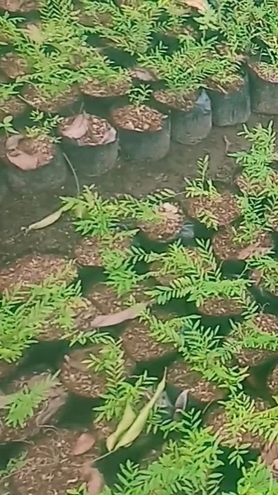 bagong punla na puno ng sampalok mga ka goldboytv #goldboytv # ...