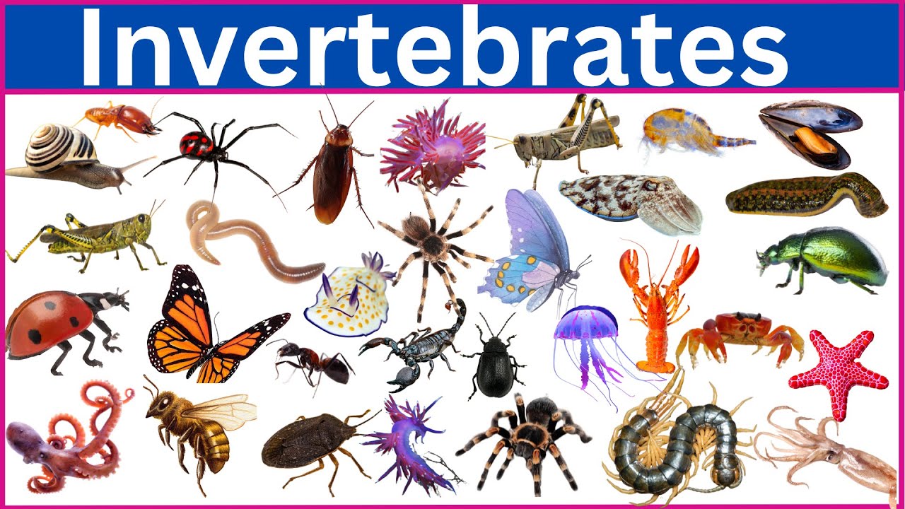 Invertebrates || 100 Incredible Invertebrates - YouTube