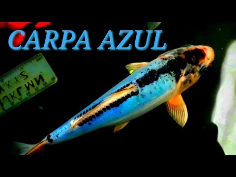INCRÍVEL CARPAS AZUL - YouTube