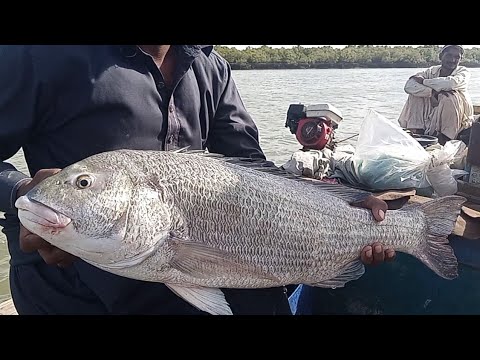 mangroves fishing l arjeena fishing Shakil fishing fun. - YouTube