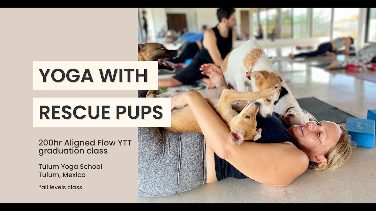 All levels Aligned Flow yoga class - YouTube