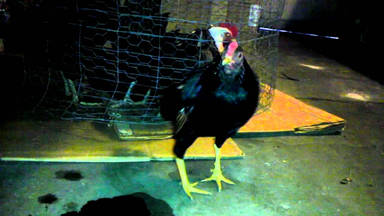 Bantam Asil Crowing - YouTube