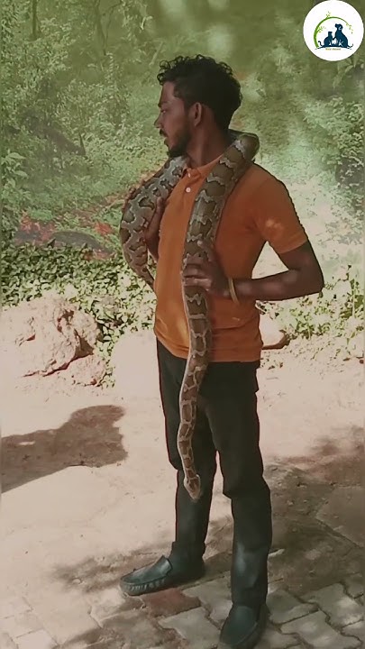 Python Man OMG #shorts #python - YouTube
