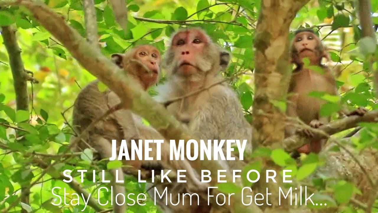 Janet Monkey Still Like Befor Stay Close Mum Jane For get Milk. Paje ...