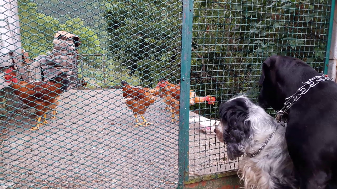 Cane Corso Cocker and chickens - YouTube