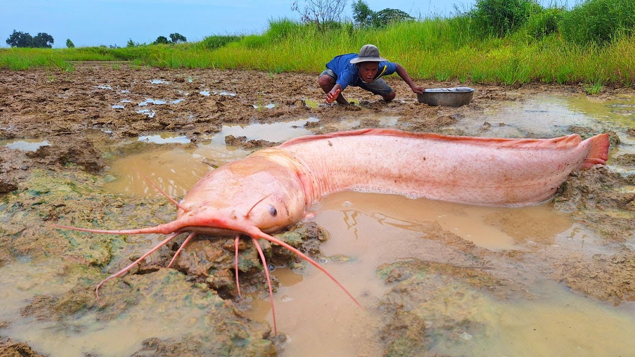 top fishing! catch a lot of fish in mud at the rice field by best hand ...