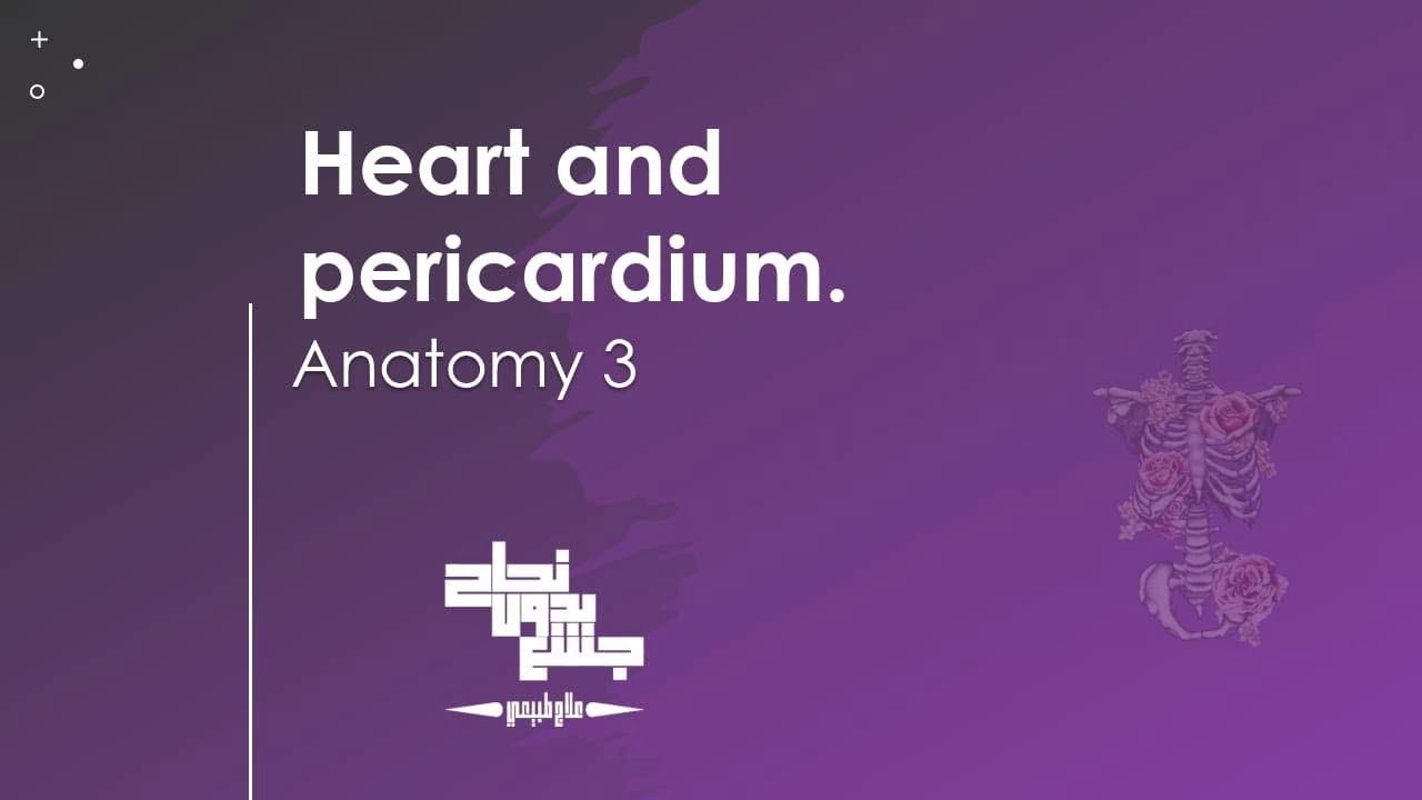 Heart and Pericardium, Anatomy 3, Lec 3 - YouTube