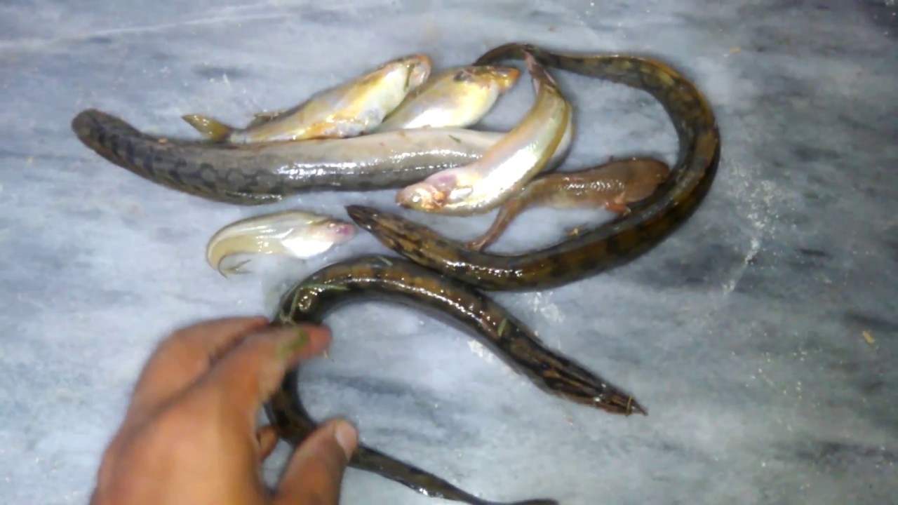 Fish Hunting Part 2 2018 Urdu/Hindi - YouTube