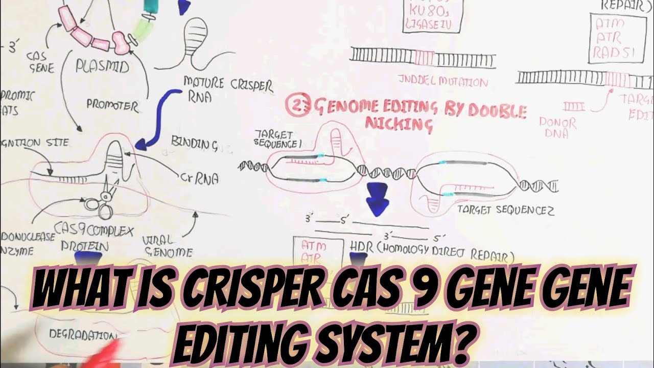 What is CRISPER CAS9,Gene Editing System? @umerfarooqbiology7083 - YouTube