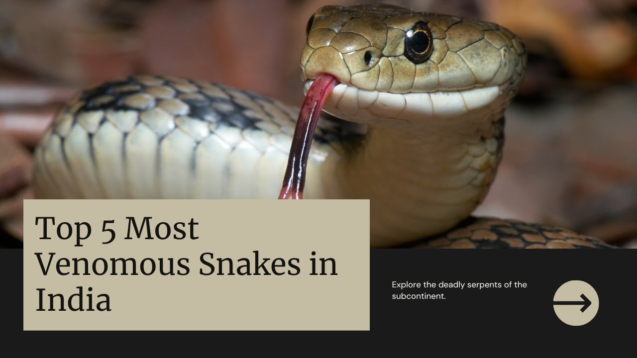 The 5 Most Poisonous Snakes in India I The 5 Deadliest Snakes In India ...