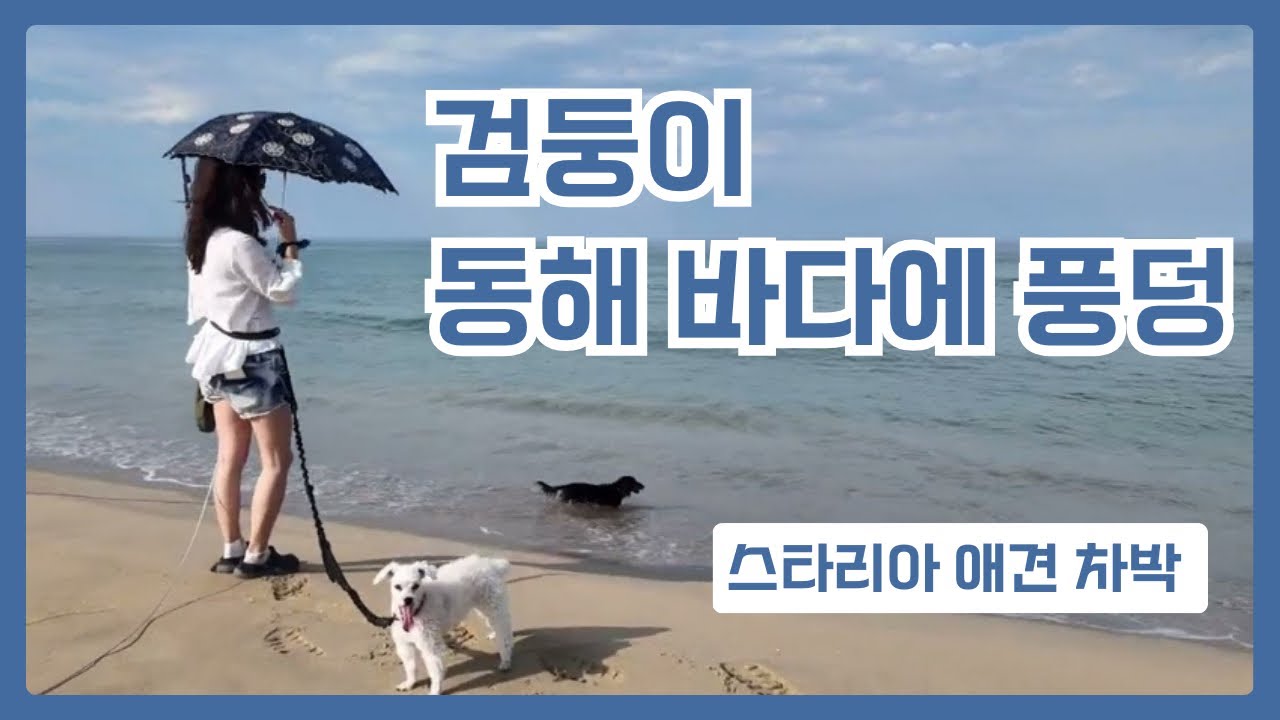 동해 동산해변의 평화로운 하루｜검둥이와 함께 바다로 풍덩 (A Peaceful Day at Dongsan Beach with ...
