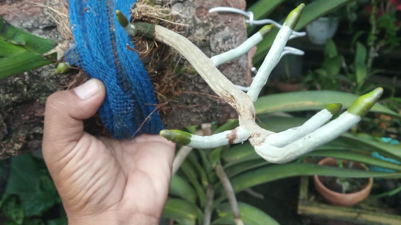 Akar anggrek lebih cepat tumbuh dengan cara ini ( khusus Vanda ...