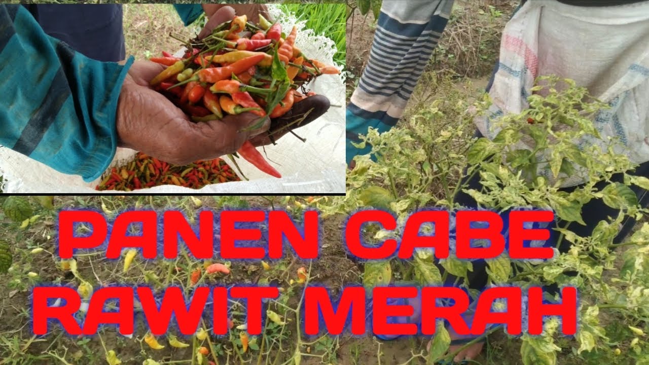 Panen Cabe Rawit Merah di Ladang farooeeesss _ - YouTube