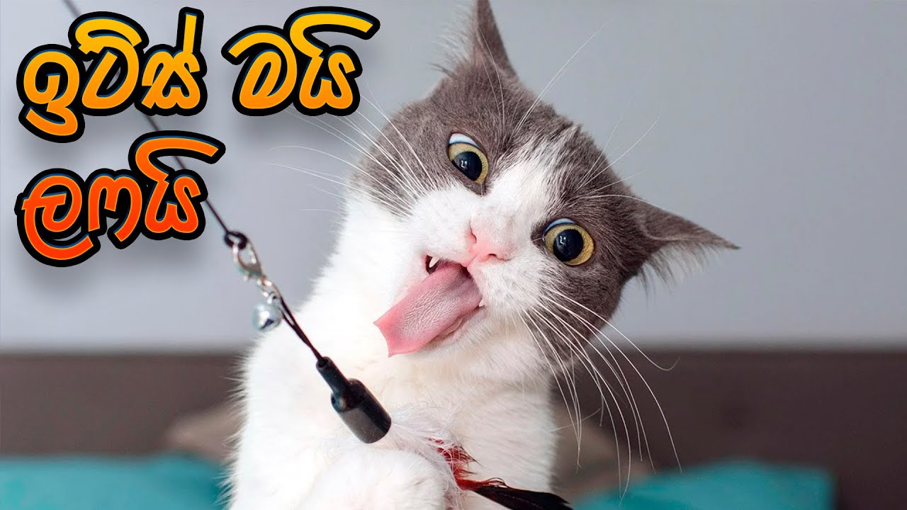 Its My Life ( Sandaru Sathsara ) | ඉට්ස් මයි ලෆයි | Cats Version ...