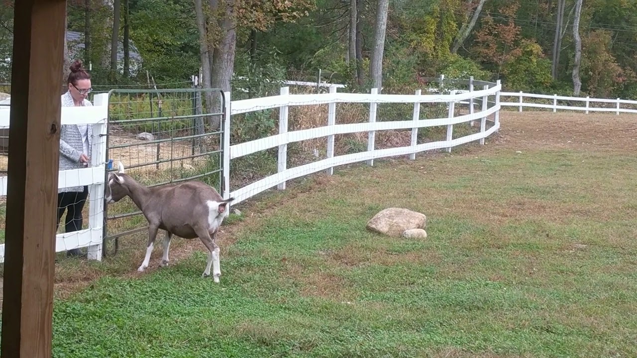 Goat tail flagging - YouTube