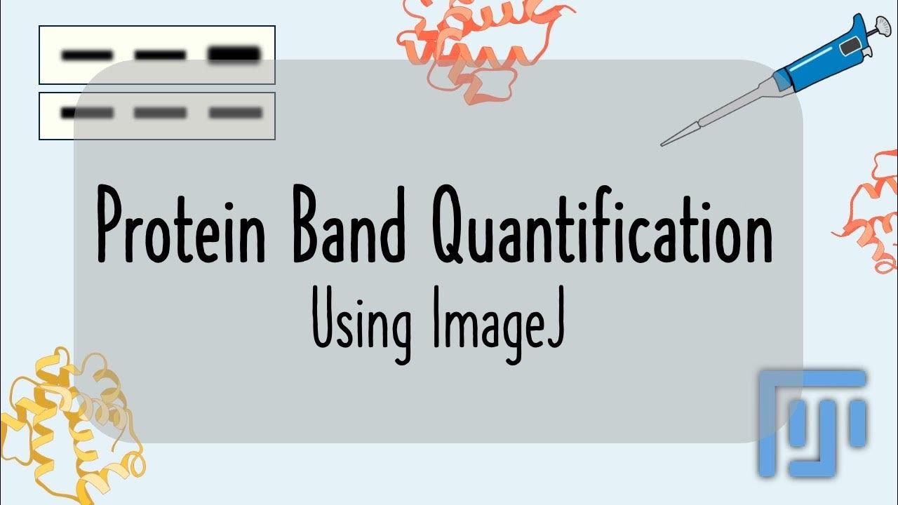Quantification of Protein Bands using ImageJ (for beginners) | Western Blot Protein ...
