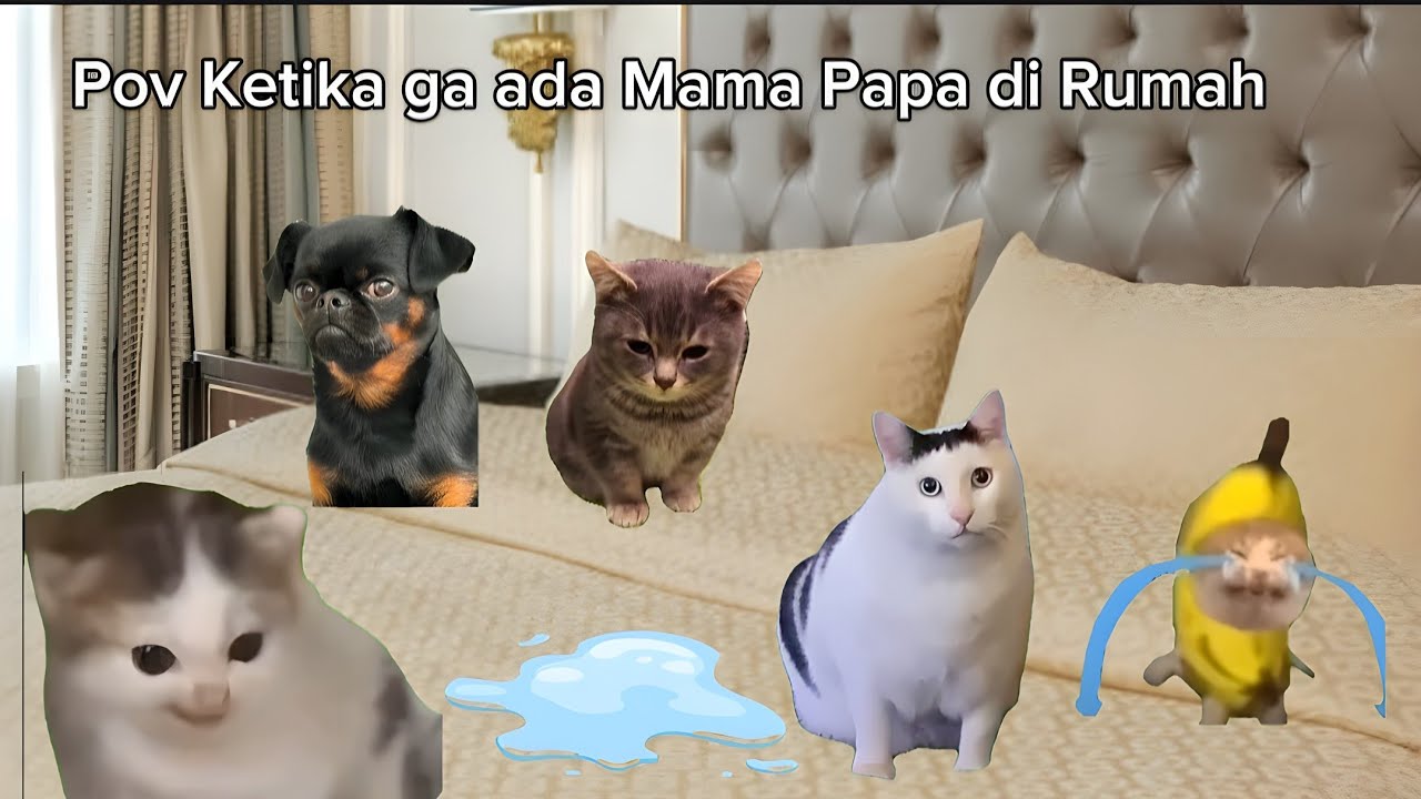 Pov Ketika Ga Ada Mama Papa di Rumah | meme kucing lucu #pov #meme # ...