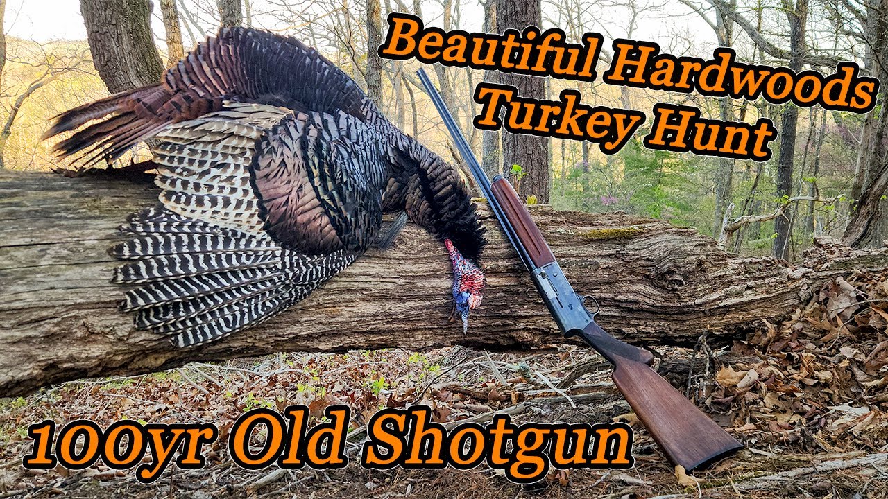 Beautiful Hardwoods Turkey Hunt With A 100yr Old 16 Gauge, Virginia ...