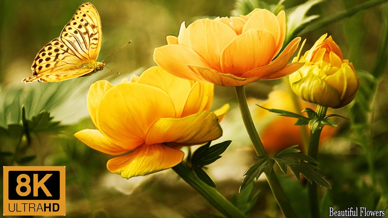 The Most Beautiful Flowers 8K ULTRA HD with flower dance Music - YouTube