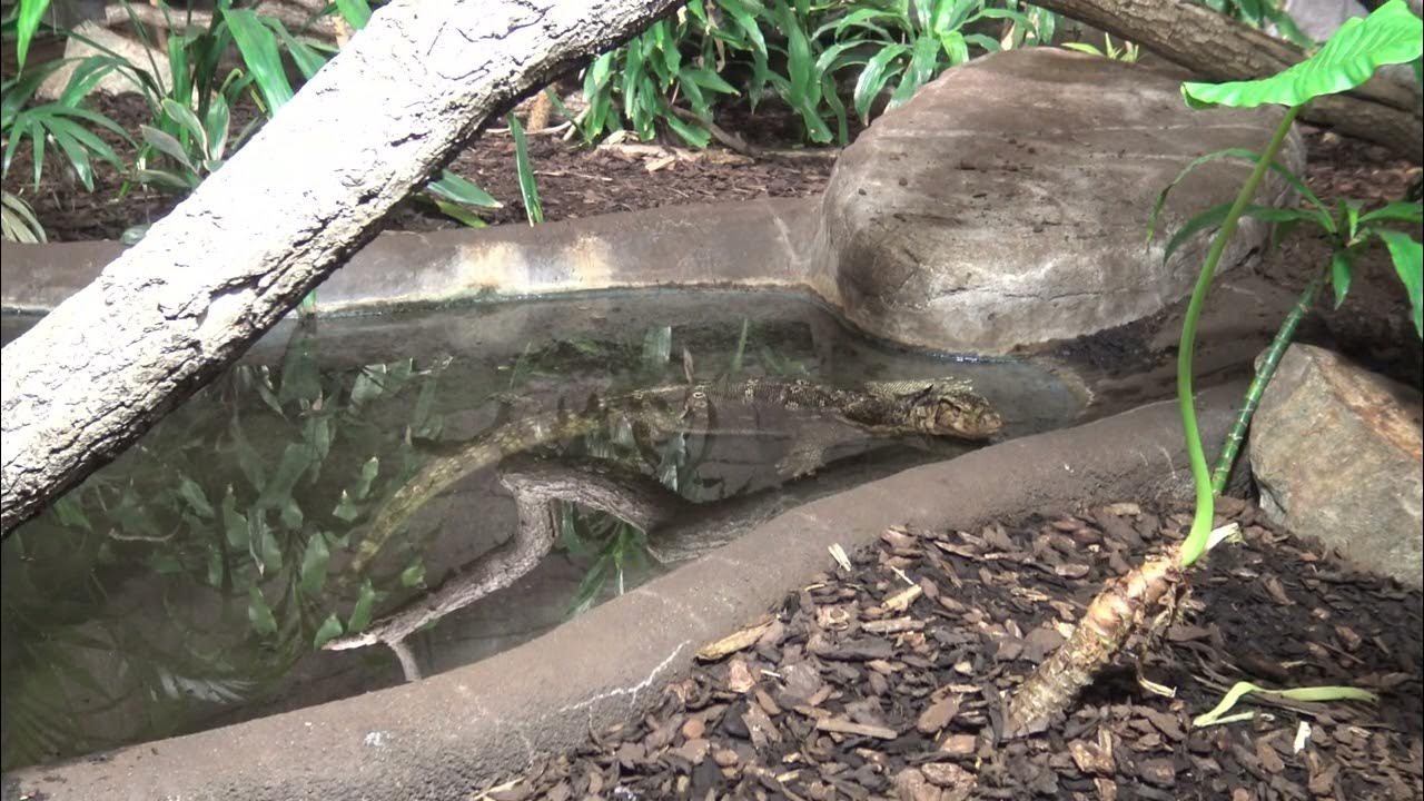 IJstijd & Zoo Burgers Zoo 2024 4K - YouTube