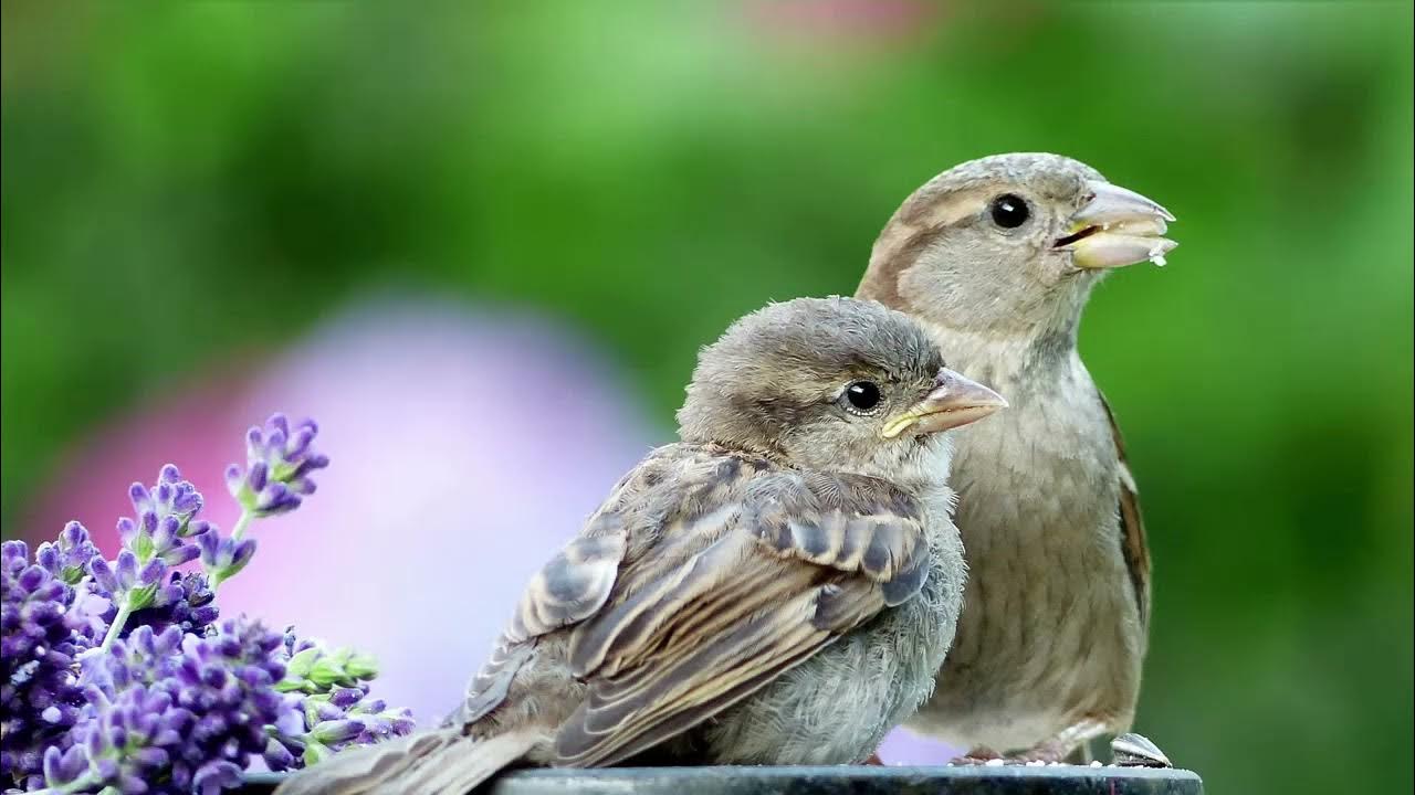 BIRDS CHIRPING NATURE AMBIENCE | SOUND EFFECT | SOUNDEES - YouTube