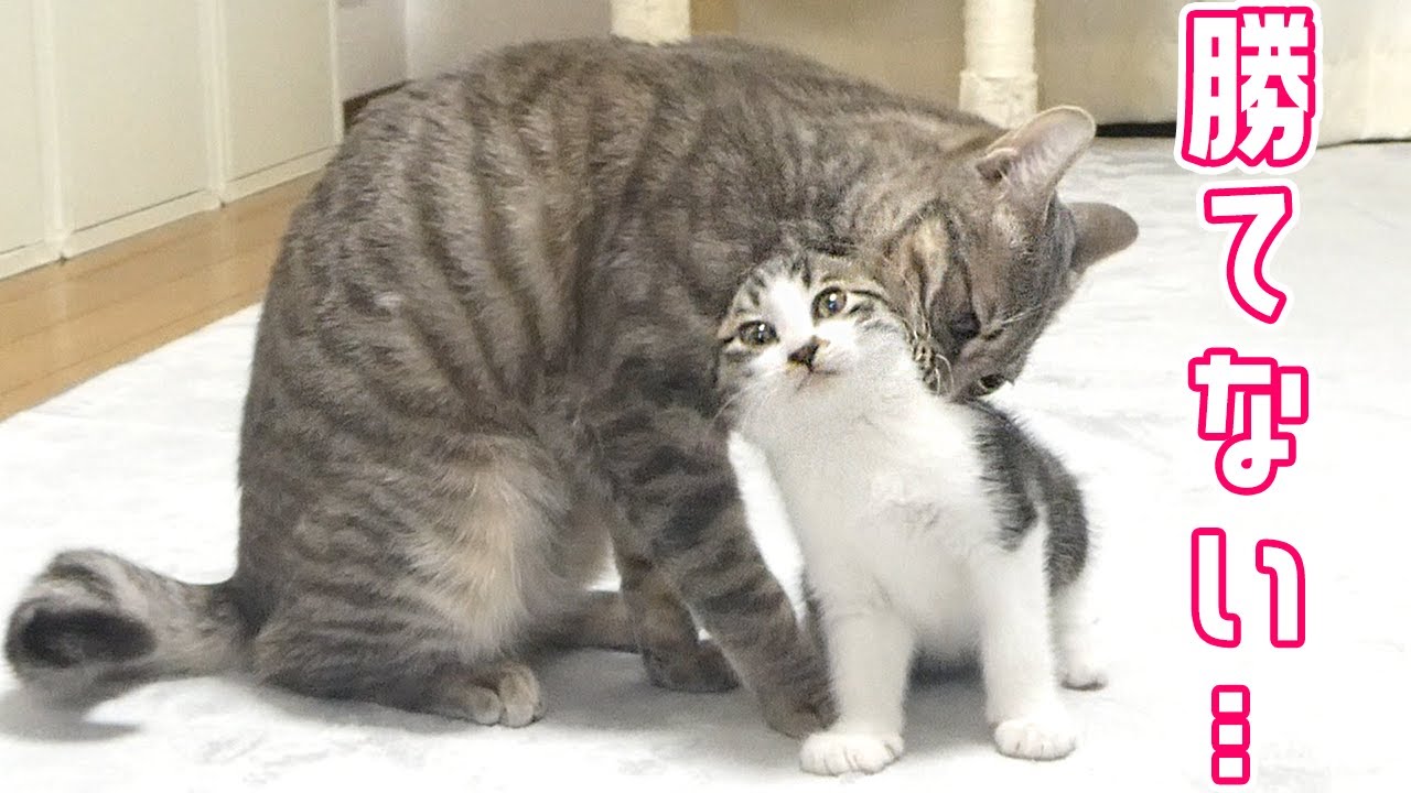 初めての喧嘩から最近まで…ずっと負けてる弟猫の歴史(涙)／Completely defeated cat - YouTube