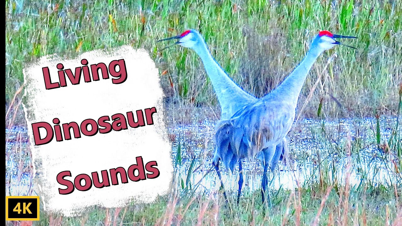 Sounds of Earth's Oldest Living Dinosaurs - YouTube