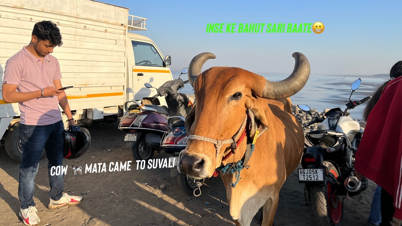 Cow mata came to suvali🐄 - YouTube