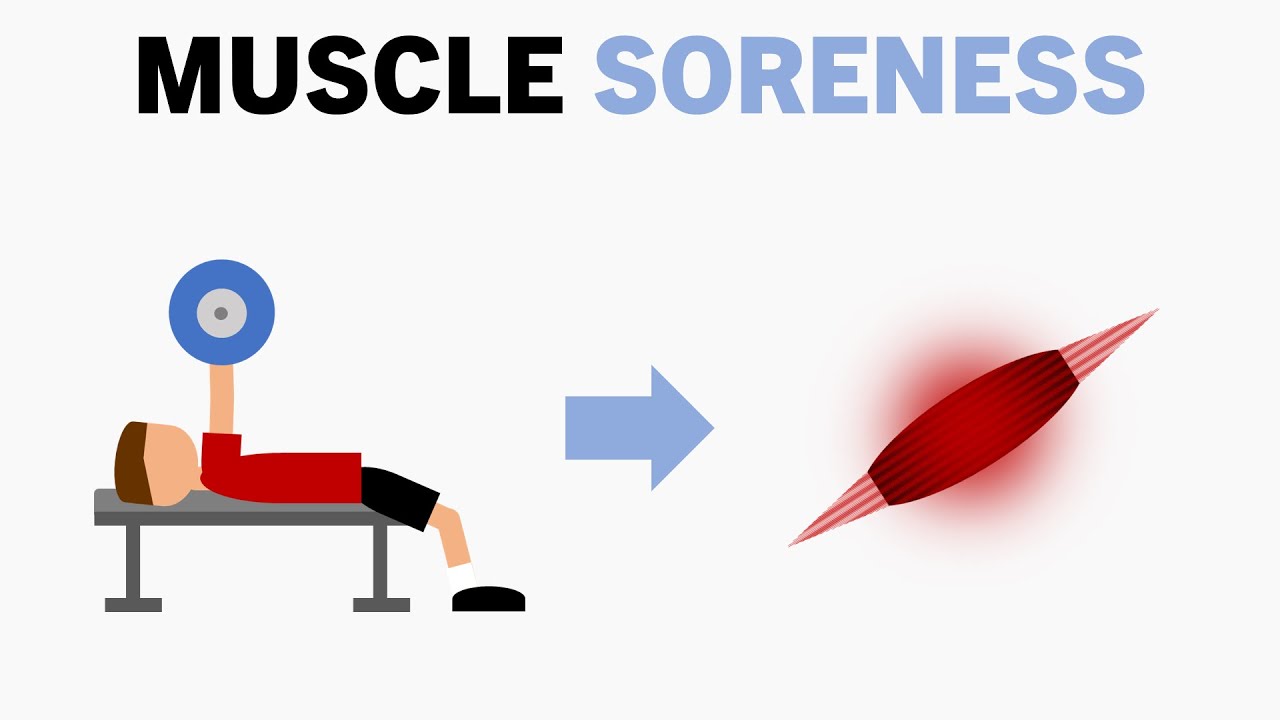 Is Soreness Beneficial for Muscle Growth? - YouTube