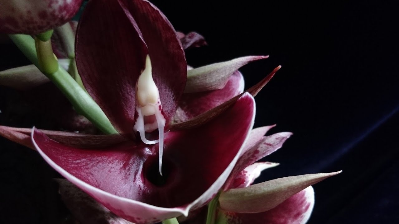 My catasetum pileatum imperiale Pierre Couret is blooming again - YouTube