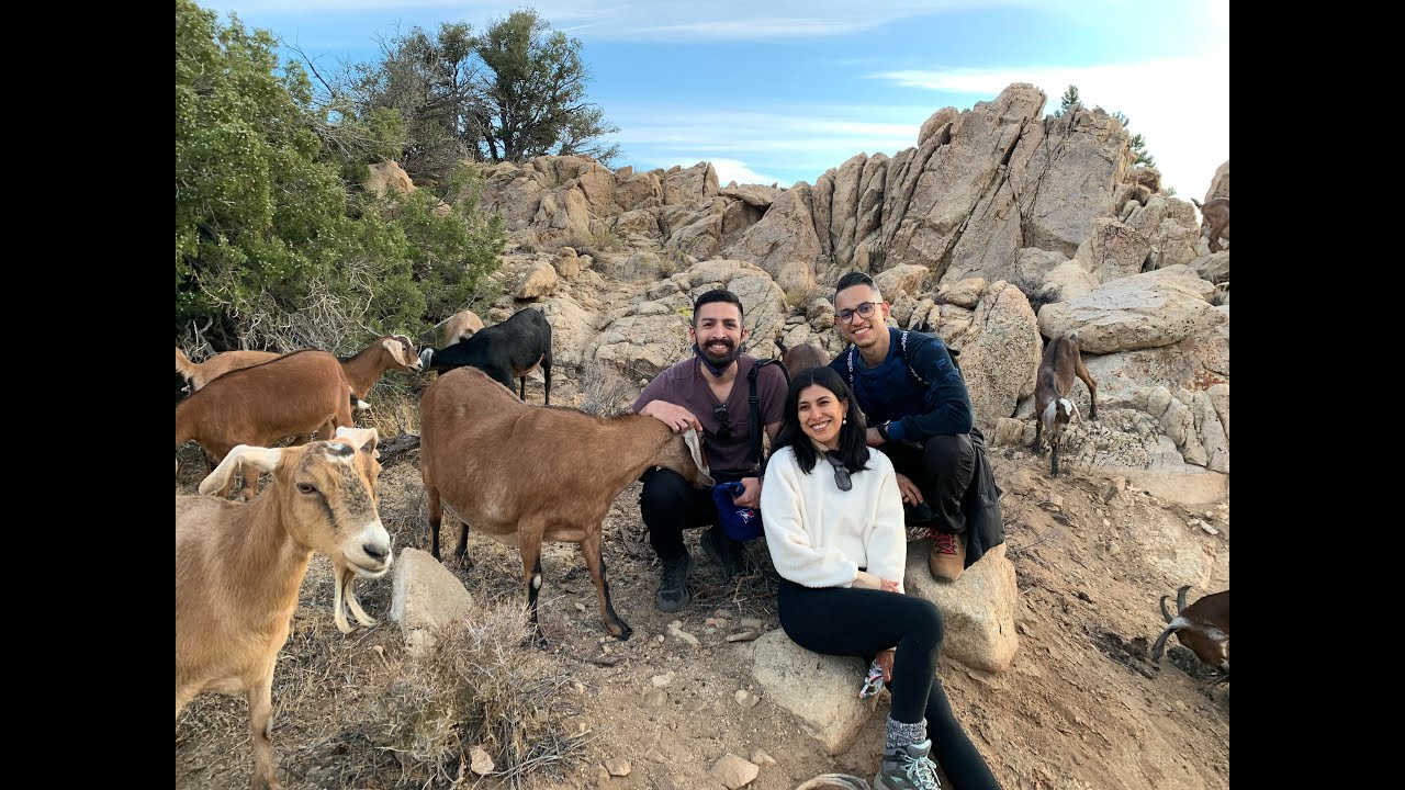 Joshua Tree...and Goats? - YouTube