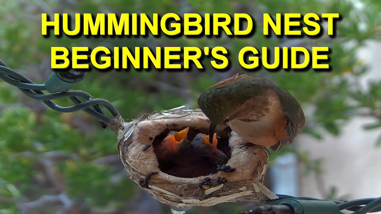 Hummingbird Nest Ultimate Beginner's Guide - YouTube