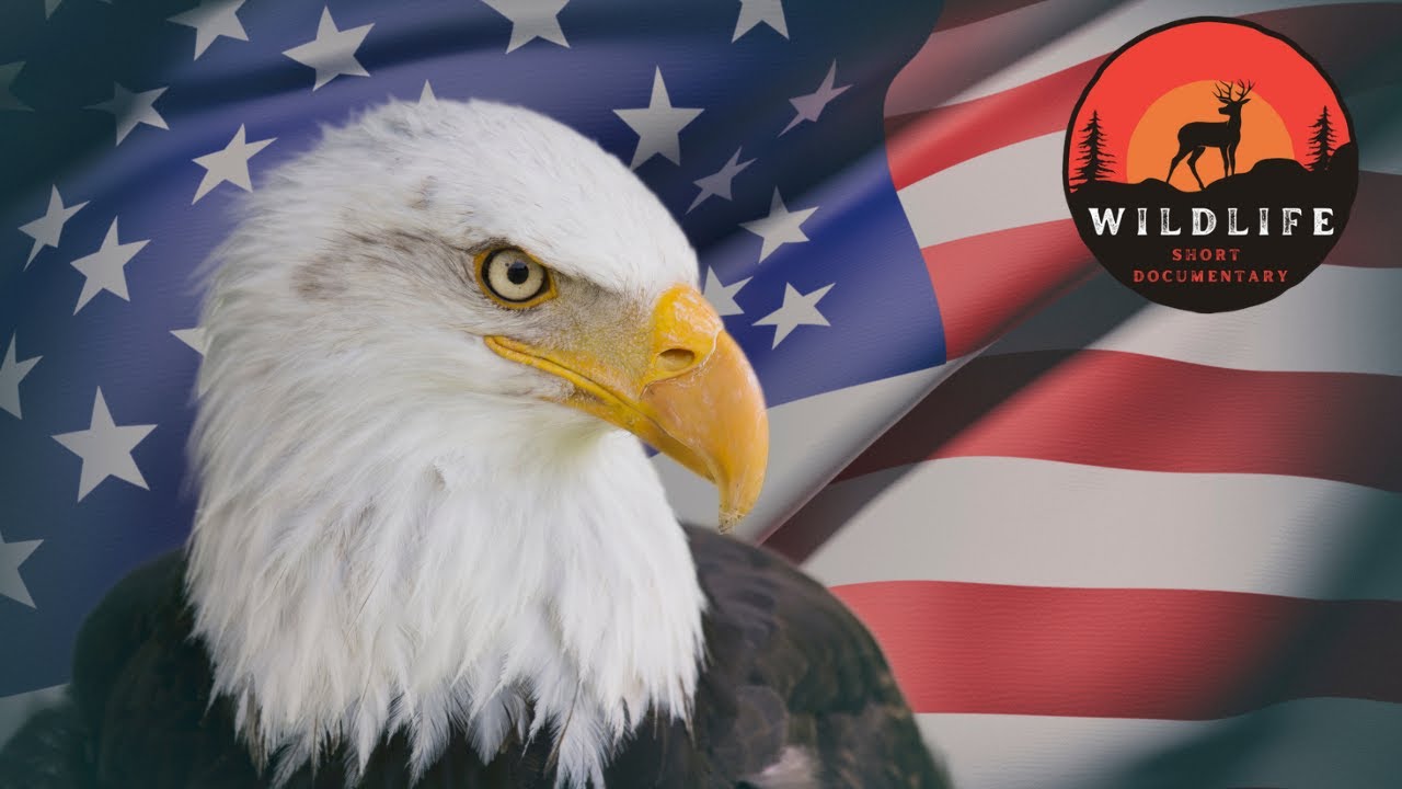Bald Eagle Fun Facts - YouTube