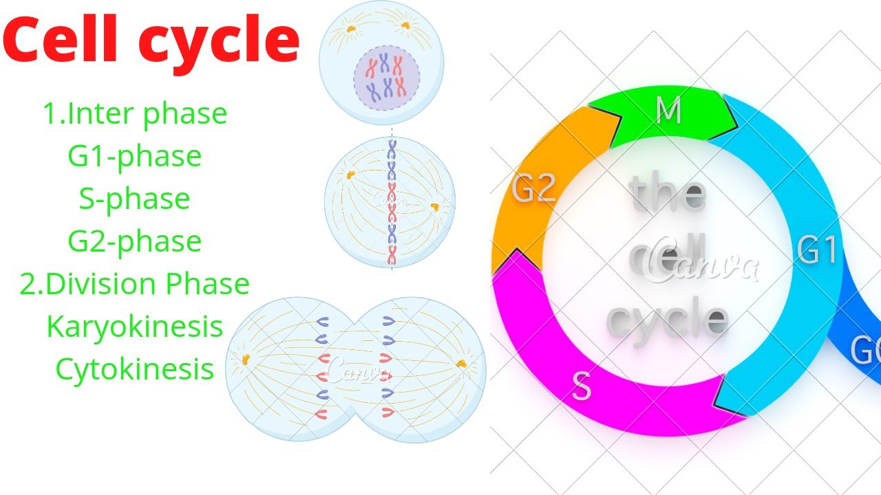 Cell Cycle And Cell Division What Is Cell Cycle cell Cycle And Cell Cell Cycle And Cell Division What Is Cell Cycle cell Cycle And Cell