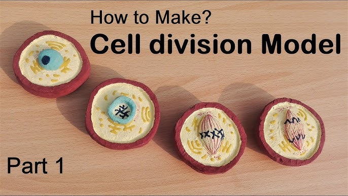 Mitosis Phases Model