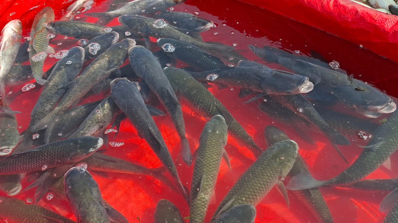 😱 Amazing Cutting Skills 🔥‼️ Rohu katla golden giant fish Fish Video ...