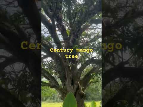 Century Mango Tree #mangotree#shortvideo - YouTube