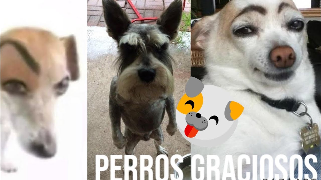 Perros random y graciosos | Recopilación - YouTube