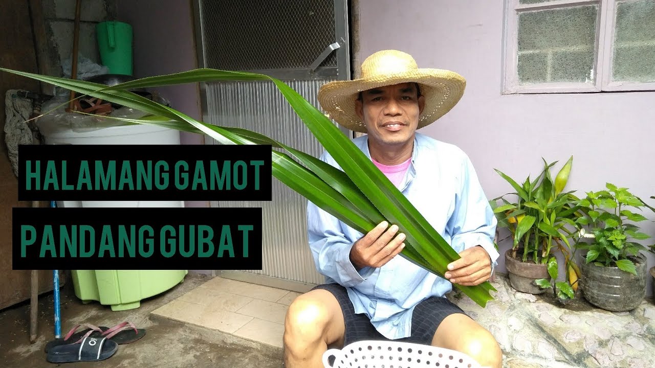Halamang Gamot: Pandang Gubat | Gamot sa Uric Acid at UTI - YouTube