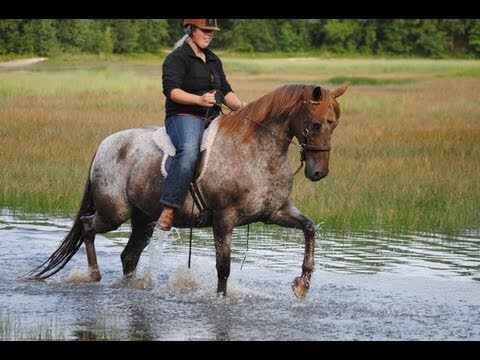 No horse could teach me more [Rachel]