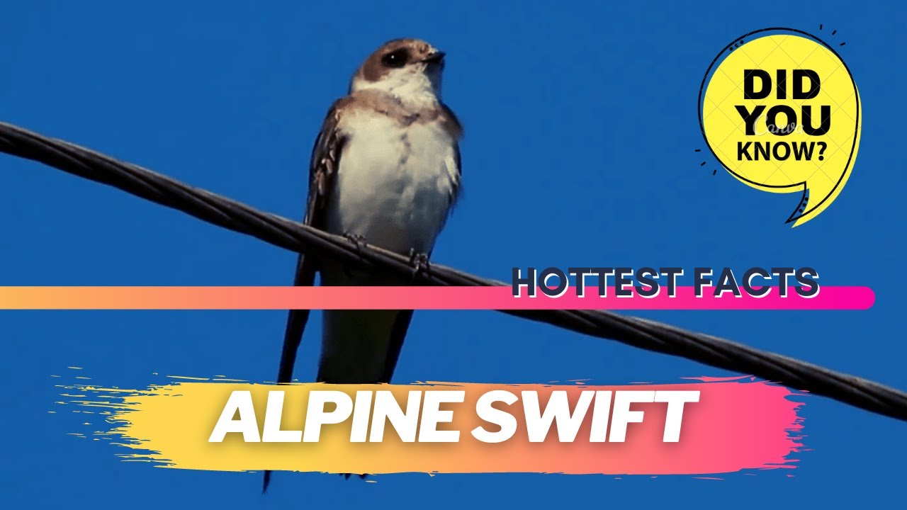Alpine swift facts - YouTube